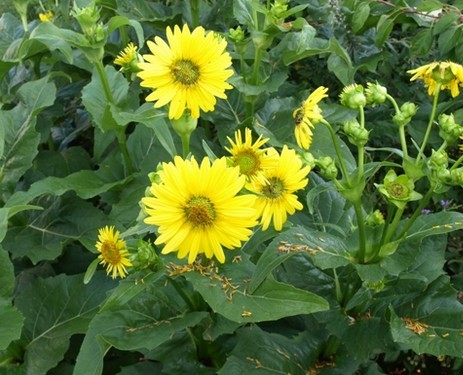 Silphium perfoliatum seed | seedk.com Plant seeds,Alive roots,Medicinal ...