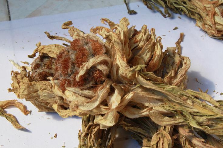 Snow lotus Saussurea Xue Lian Wild flower chinese Saussurea | seedk.com ...