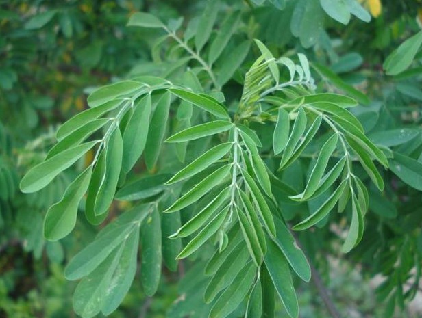 Sophora flavescens seed | seedk.com Plant seeds,Alive roots,Medicinal ...