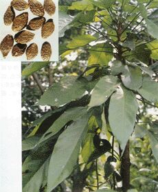 Sterculia lychnophora tree seed Sterculia seed pang da hai | seedk.com ...