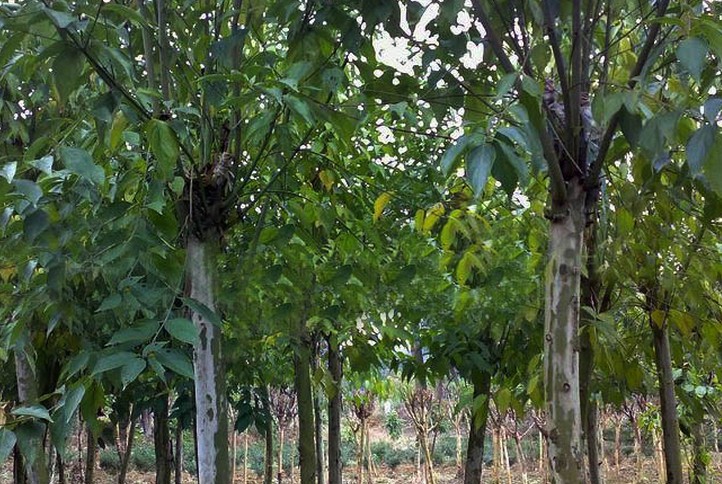 Swida wilsoniana tree seed | seedk.com Plant seeds,Alive roots ...