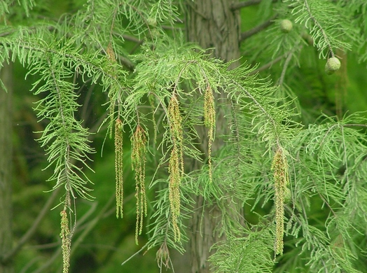 Taxodium ascendens seed | seedk.com Plant seeds,Alive roots,Medicinal ...