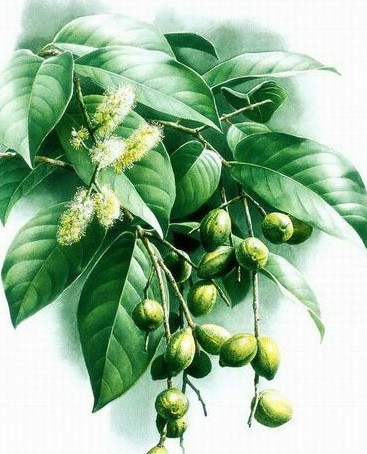Terminalia chebula seed | seedk.com Plant seeds,Alive roots,Medicinal ...
