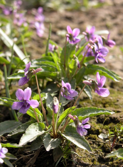 Viola yedoensis seed Herba Violae | seedk.com Plant seeds,Alive roots ...