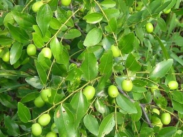 Wild Jujube seeds Sour Jujube seeds Semen ziziphi spinosae | seedk.com ...