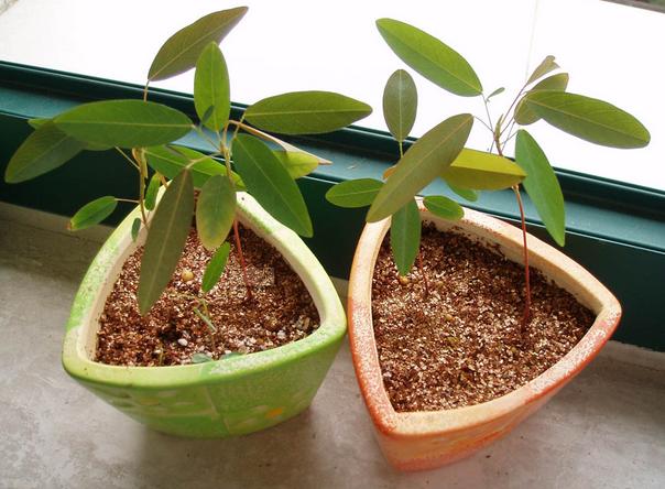 chinese Desmodium gyrans seeds china CODARIOCALYX MOTORIUS seed DANCING ...
