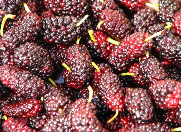 dry mulberry mulberries fruit berry | BELL Garden Company,Wholesale ...