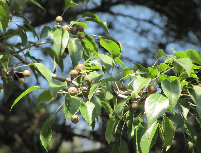 Pyrus betulifolia seed | seedk.com Plant seeds,Alive roots,Medicinal ...